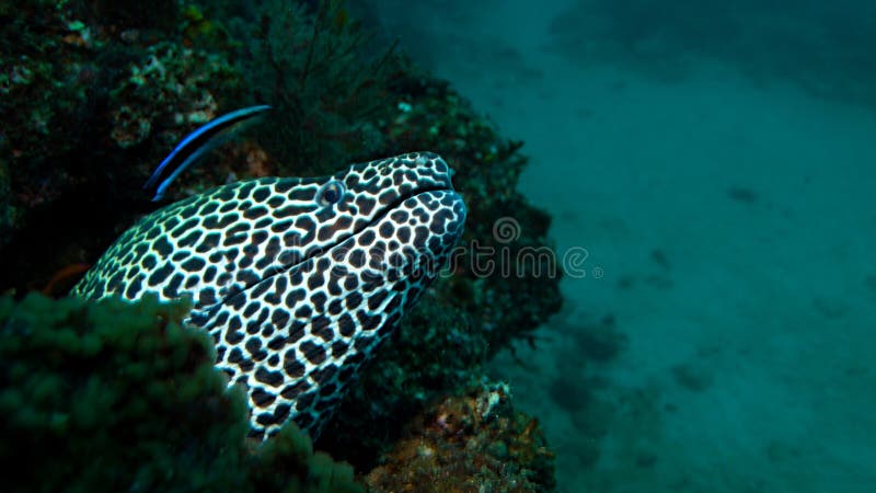 Blue eye fish stock photo. Image of pterois, grass, animal - 70815648
