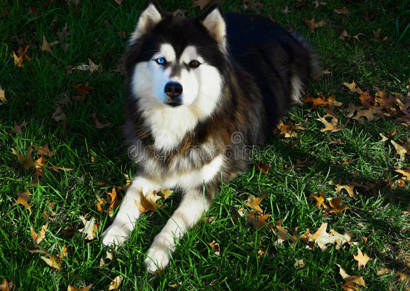 Doghusky Stock Photos - Free & Royalty-Free Stock Photos from Dreamstime