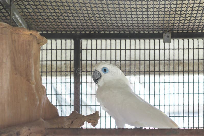 White Cockatoo Blue Eye Socket Stock Image - Image of bird, perch: 32000849