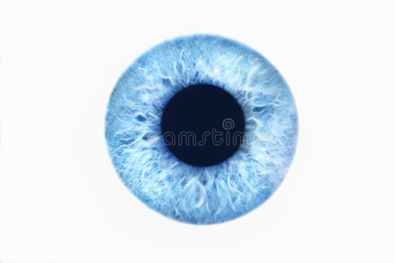 Blue Eye on White Background Stock Photo - Image of cornea, sight: 31834688