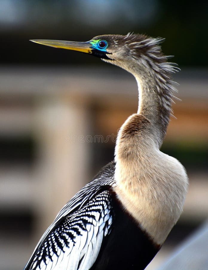 Blue Eyed Bird stock image. Image of bird, feathers, fowl - 39057441