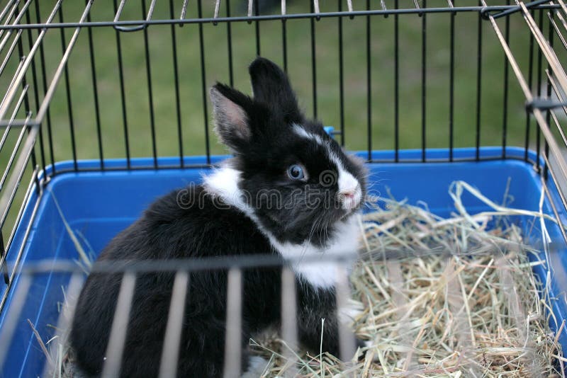 Blue-eyed bunny stock image. Image of bunny, cage, eyes - 81507607