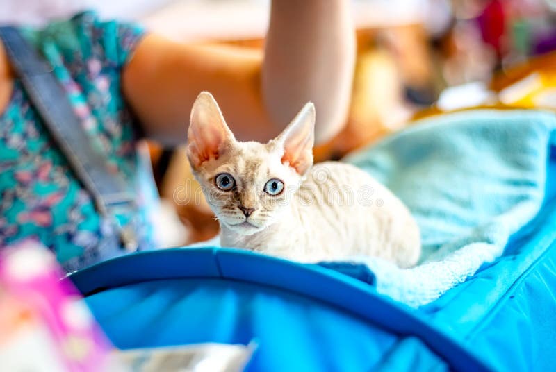 Blue-eyed Cat Breed Devonshire Rex Stock Image - Image of devonshire ...