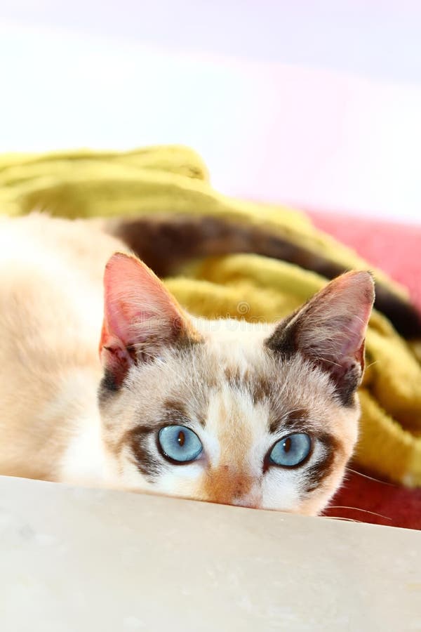Blue-eyed Cat Looking at the Camera with an Attentive Expression Stock ...