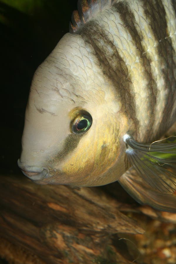 Blue Eyed Cichlid (Cryptoheros Spilurus) Stock Photo - Image of large ...