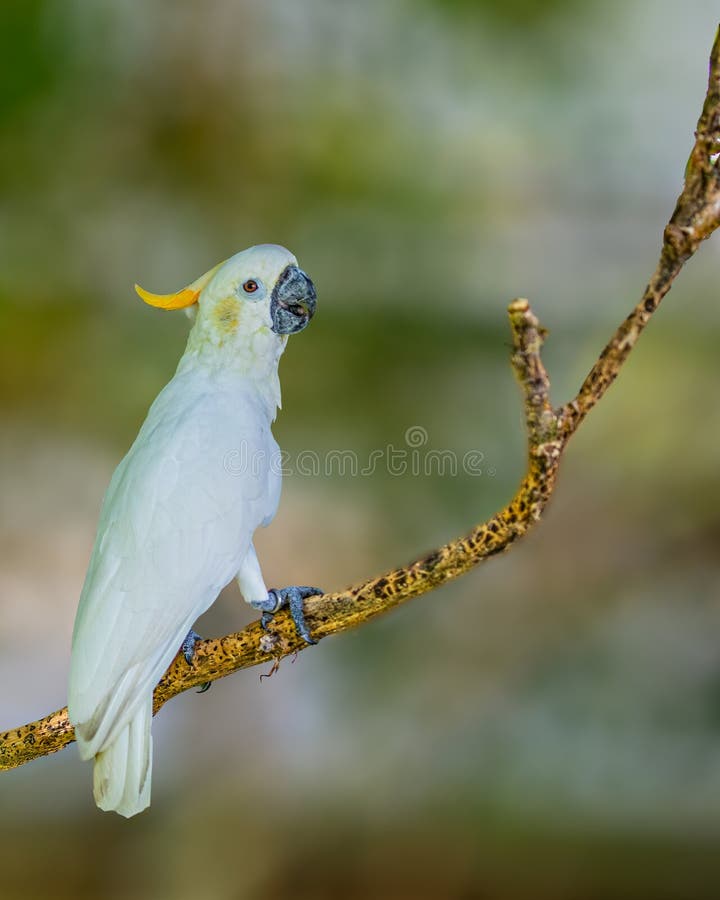 A Blue eyed Cockatoo stock image. Image of shot, domesticated - 390522469