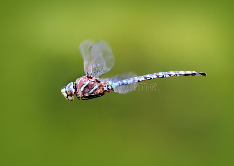 Red Darner Dragonfly stock photo. Image of insect, closeup - 33637844