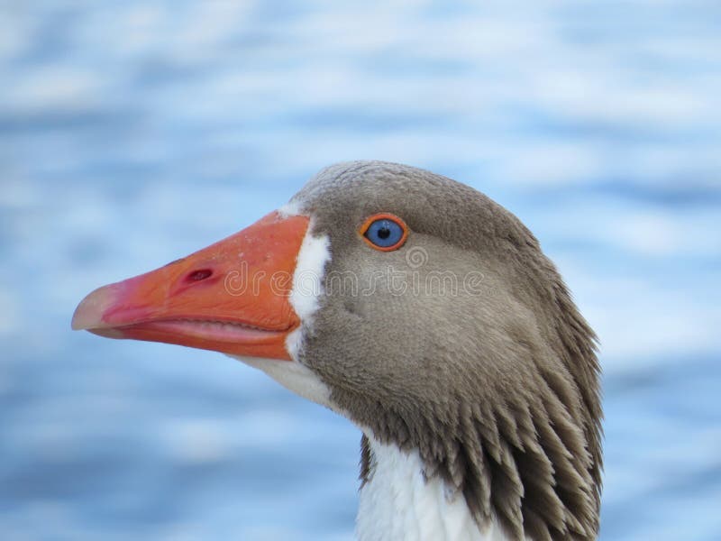 Gray goose with blue eyes stock image. Image of domestic - 63699535