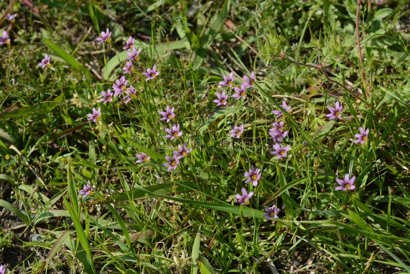 Blue-eyed grass stock photo. Image of petals, color - 115563960