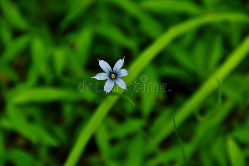 Blue Eyed Grass stock photo. Image of garden, eyed, spring - 41105098
