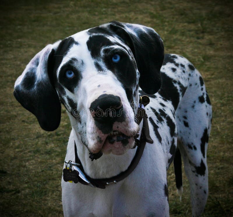 Blue Merle Great Dane With Blue Eyes