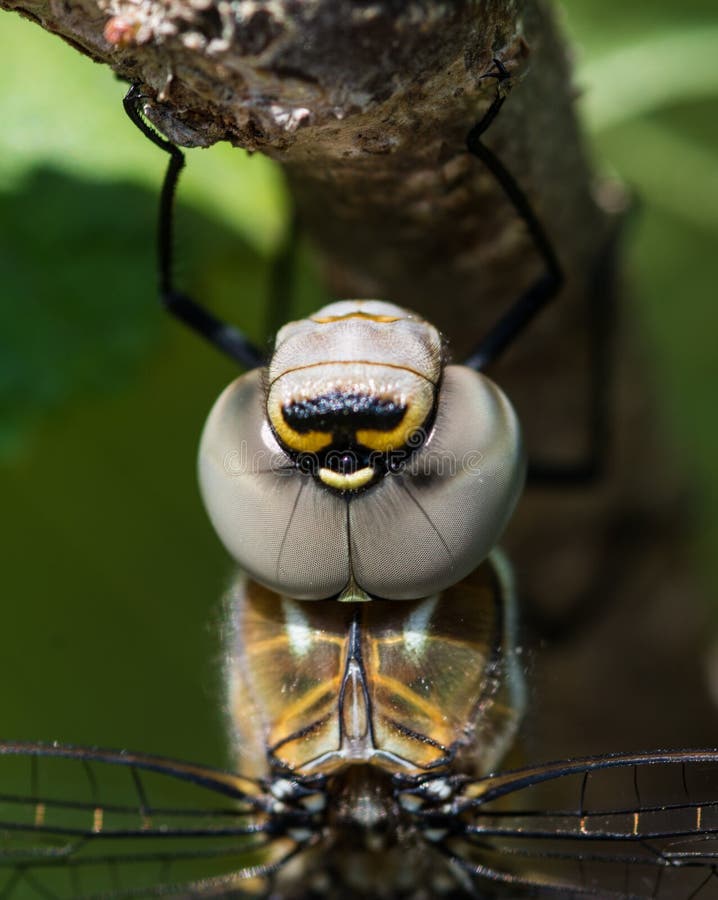 Blue-eyed Hawker / Aeshna Affinis Stock Photo - Image of climbing ...