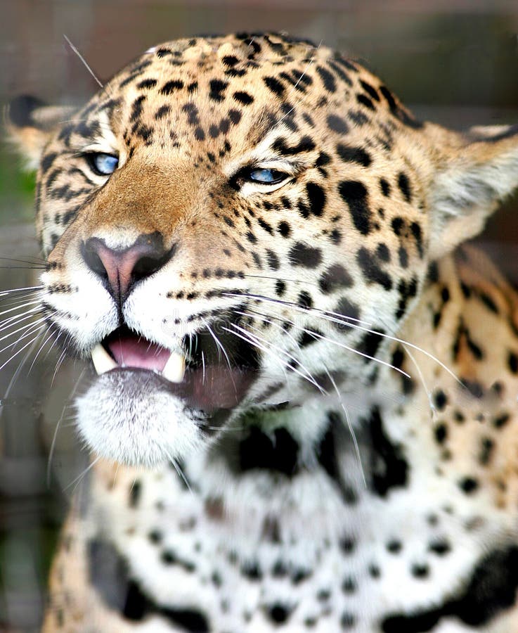 Blue eyed jaguar stock image. Image of jaguar, animal, carvivore - 446323