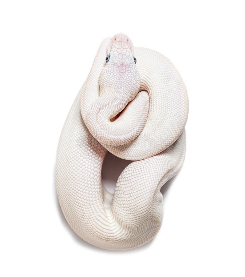 Blue Eyed Leucistic Python Regius, Isolated on White Stock Photo ...