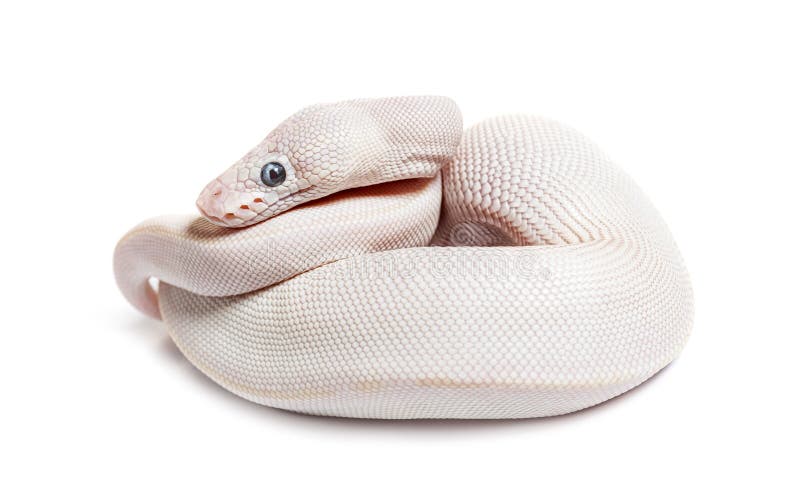 Blue Eyed Leucistic Python Regius, Isolated Stock Photo - Image of wild ...