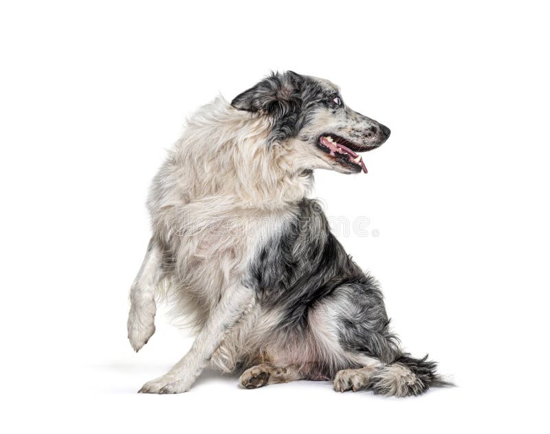 Blue Eyed Blue Merle Border Collie, Isolated Stock Photo - Image of ...