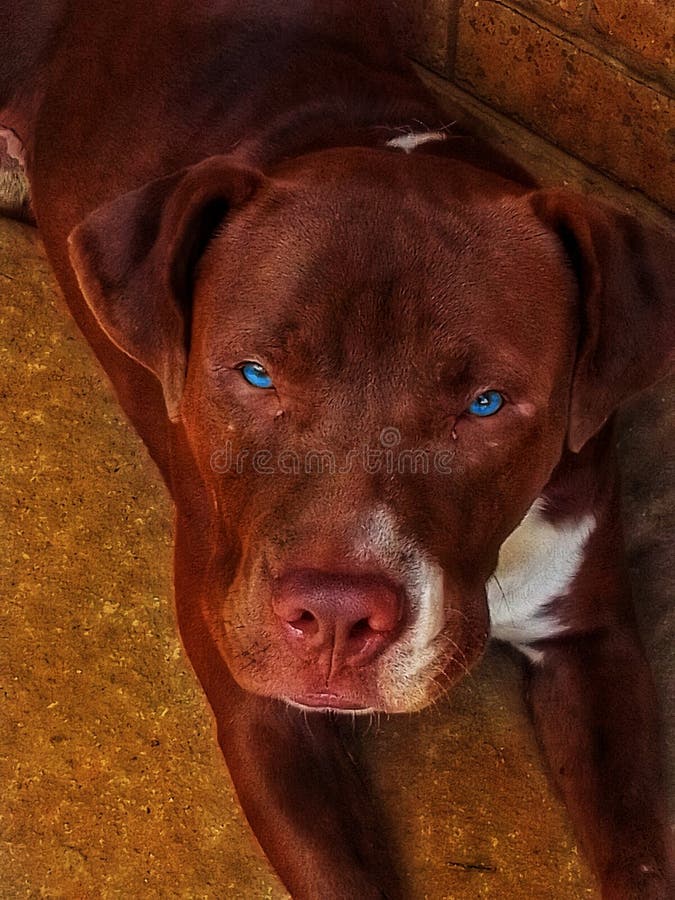 Blue eyed pitbull stock image. Image of pitbull, blue - 355287489