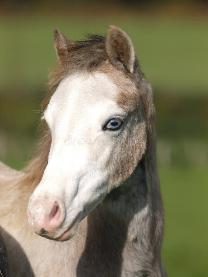 Blue Eyed Pony Headshot stock photo. Image of outdoors - 173932554