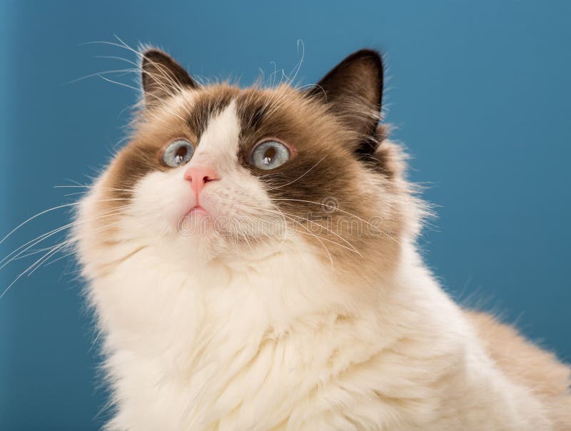 Blue-eyed Ragdoll Cat on a Blue Background Stock Photo - Image of brown ...