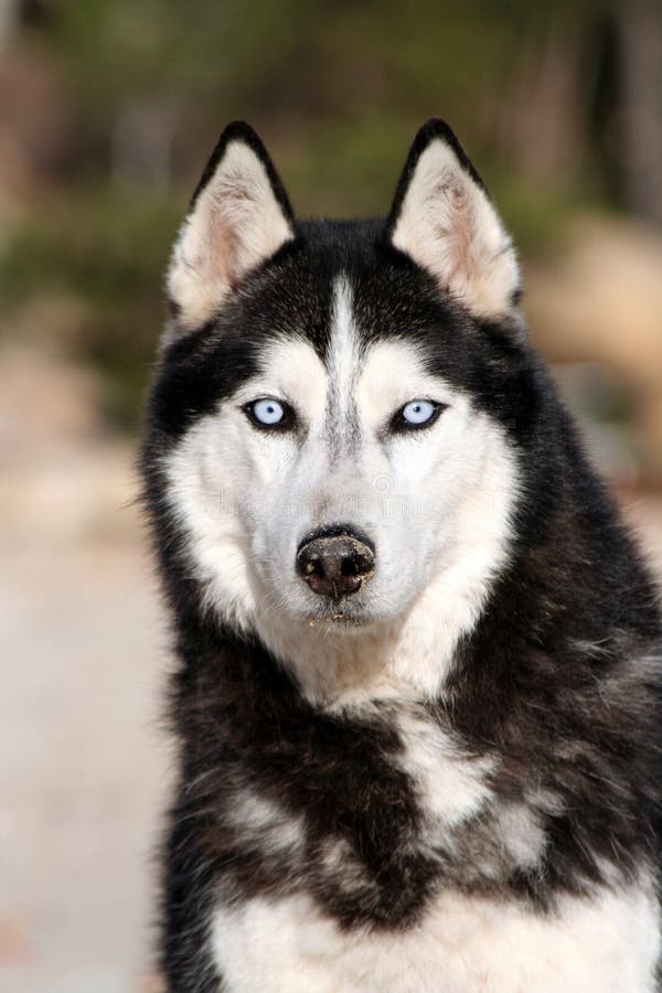 Blue eyed Siberian Husky stock photo. Image of burglar - 487516