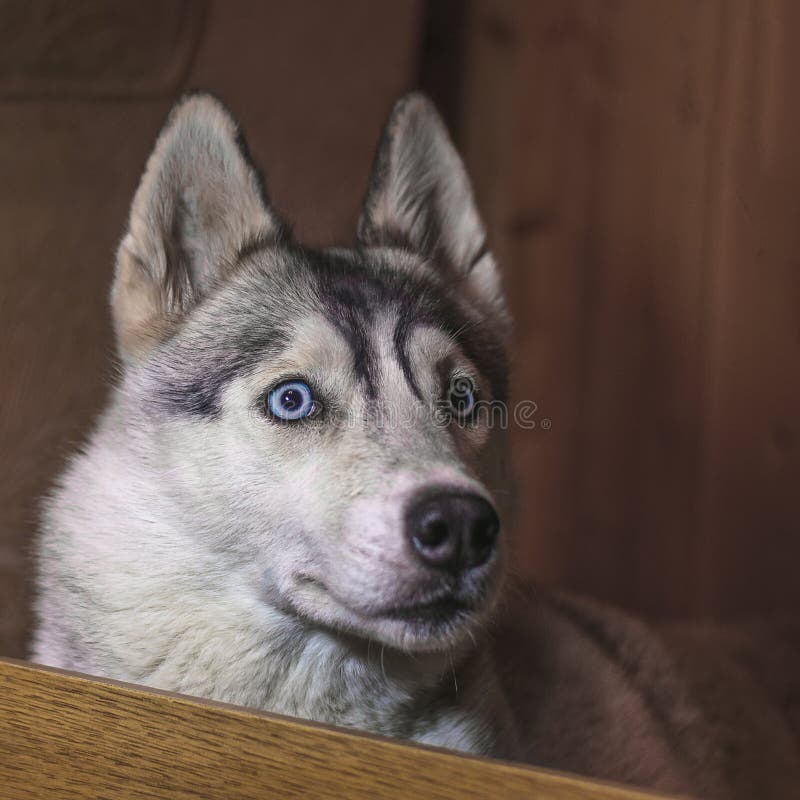 Blue-eyed Siberian Husky Looking at the Camera Stock Image - Image of ...