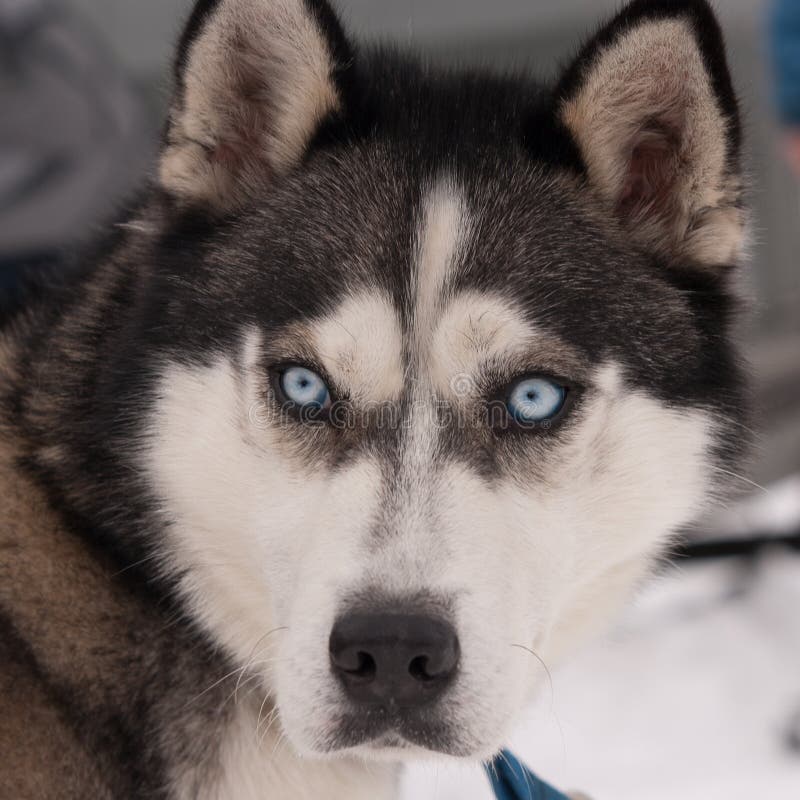 Blue Eyed Siberian Husky Portrait Stock Photo - Image of beauty ...
