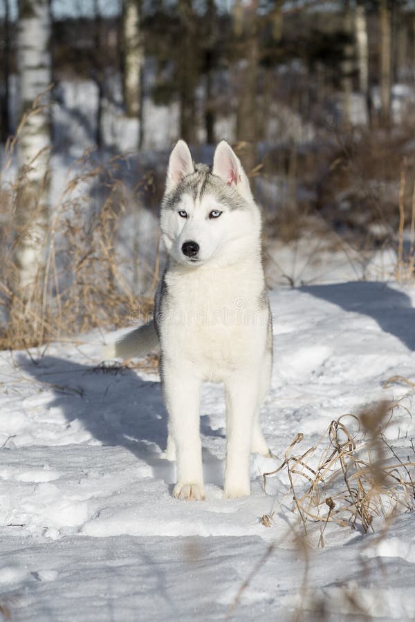 935 Blue Eyed Siberian Husky Stock Photos - Free & Royalty-Free Stock ...