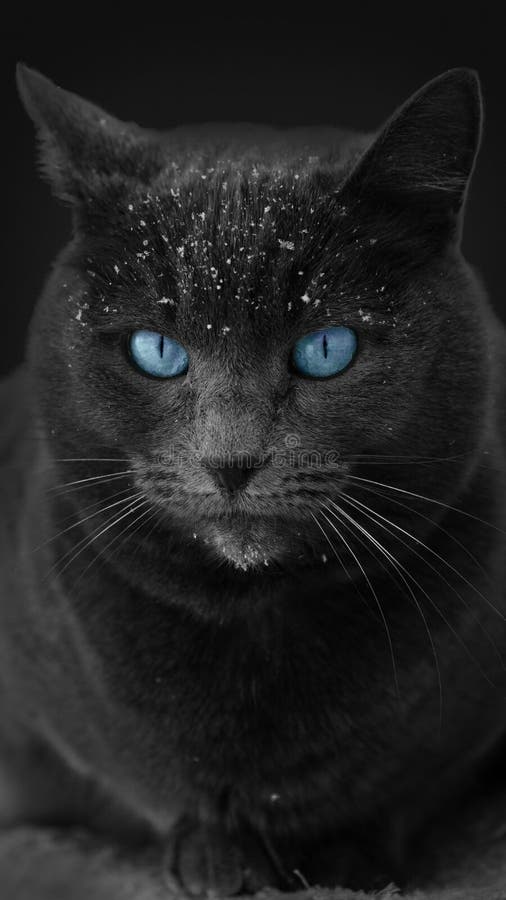 Blue-Eyed Smooth Soft Cat stock photo. Image of soft - 213099006