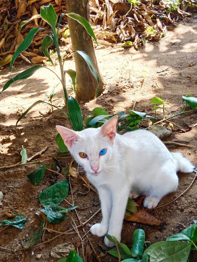 Catblue Stock Photos - Free & Royalty-Free Stock Photos from Dreamstime