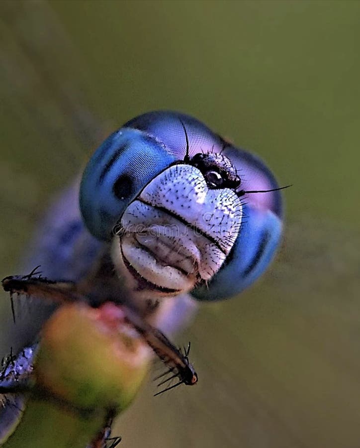 A Beautiful Dragonfly stock photo. Image of forward - 133008538