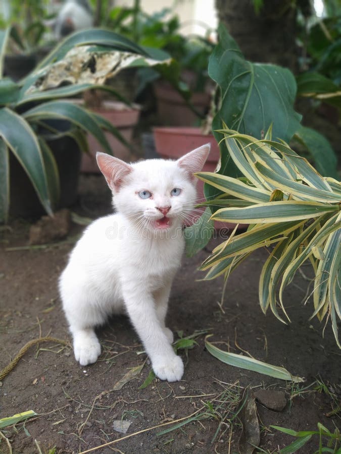 The Blue Eyes Cat Named Shiro Stock Image - Image of mammal, whiskers ...