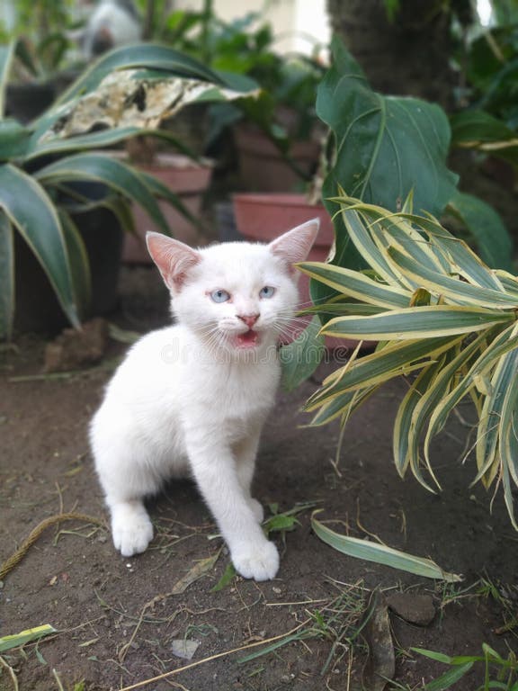 The Blue Eyes Cat Named Shiro Stock Image - Image of mammal, whiskers ...