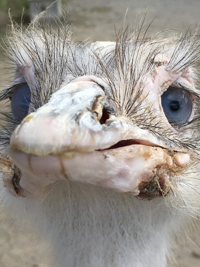 Blue eyes of the emu stock image. Image of beak, wildlife - 183679411