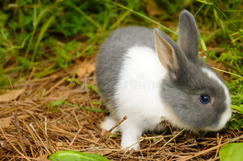 Shy Rabbit stock image. Image of rabbit, fluffy, green - 84564089