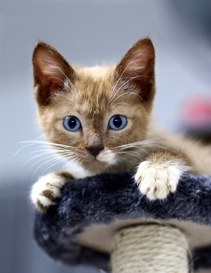 Blue Eyes Kitten with Brown Fur Staring Stock Image - Image of animals ...