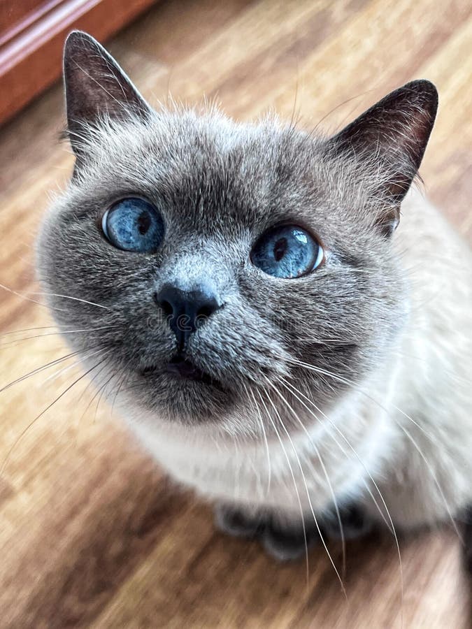 Blue Eyes Siamese Cat with Cross Eyes Stock Image - Image of kitten ...