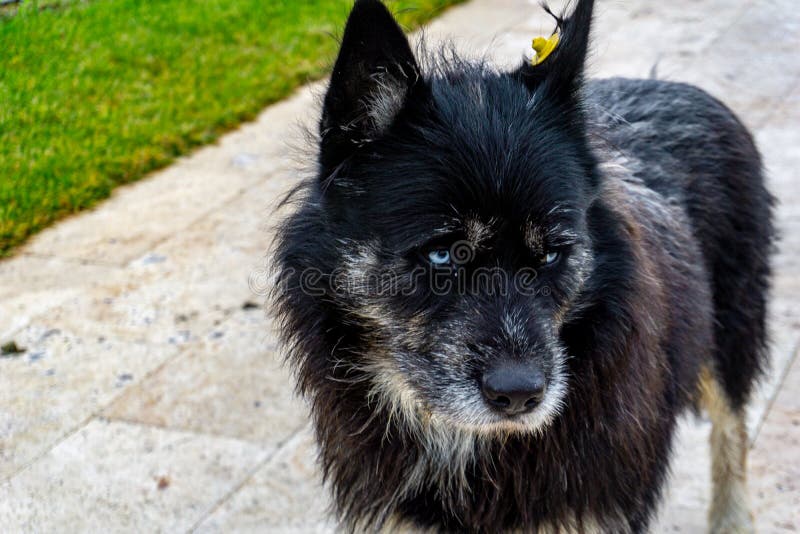 Wolf Cub Blue Eye Stock Photos - Free & Royalty-Free Stock Photos from ...