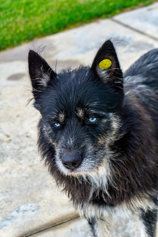 Blue Eyes of a Stray Homeless Wolf Stock Image - Image of hunter, look ...