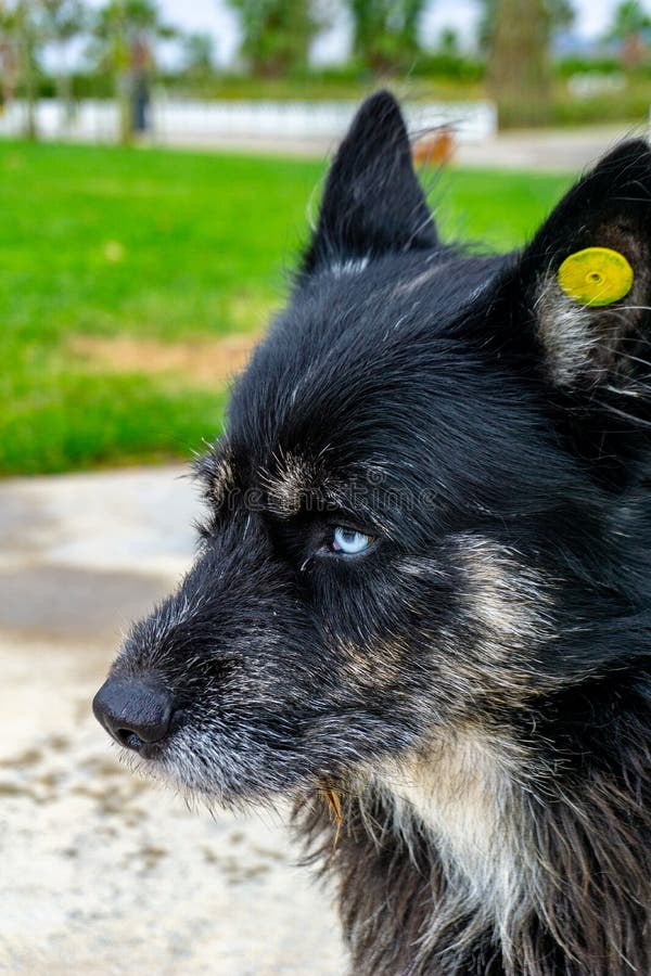 422 Homeless Wolf Stock Photos - Free & Royalty-Free Stock Photos from ...