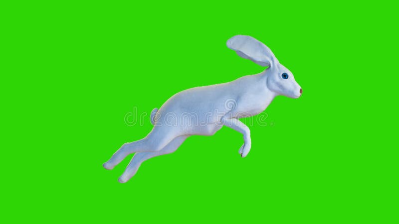 Blue Eyes White Rabbit Running, Easter Egg Hunting, Loop, Green Screen ...