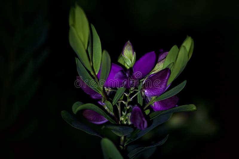 Blue Fabaceae Flowers in Bloom Seen Up Close Stock Image - Image of ...