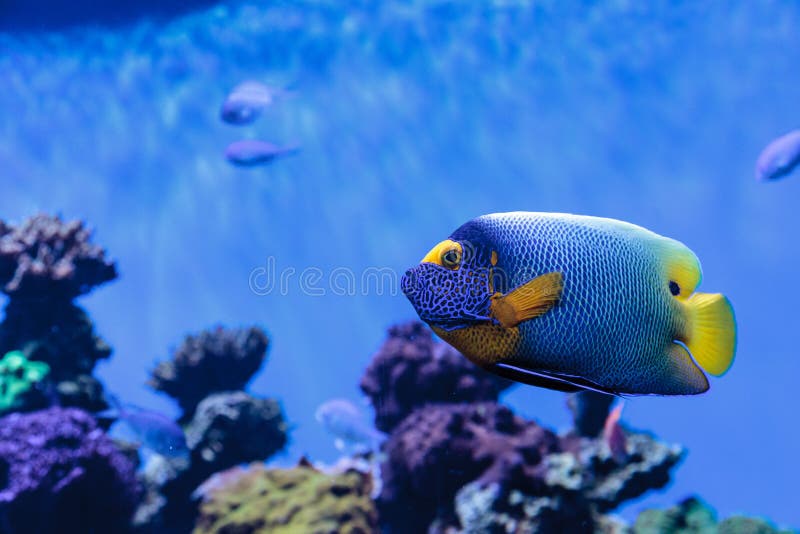 Blue Faced Angelfish Pomacanthus Xanthometopon Stock Photo - Image of ...