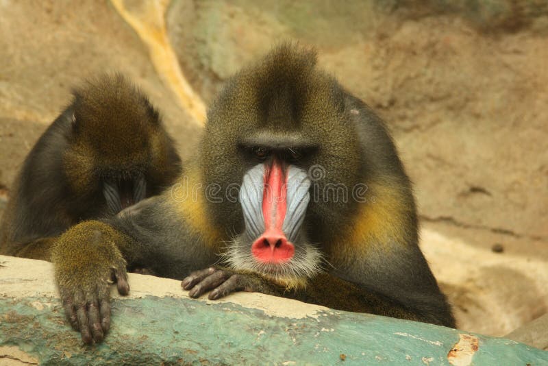 Blue-Faced Baboon stock image. Image of baboon, cute - 10669275