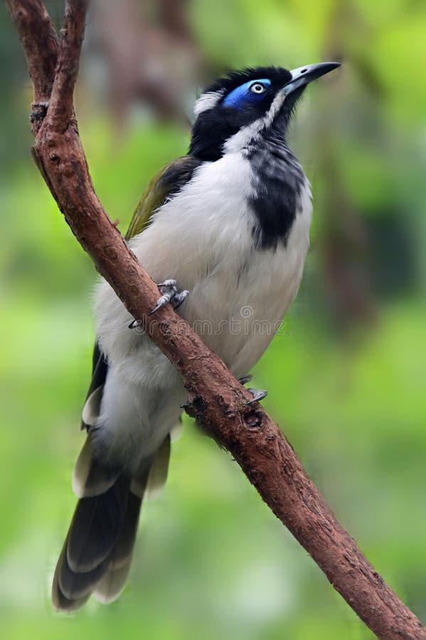 Blue Faced Honey Eater Bird Full Length Stock Image - Image of full ...