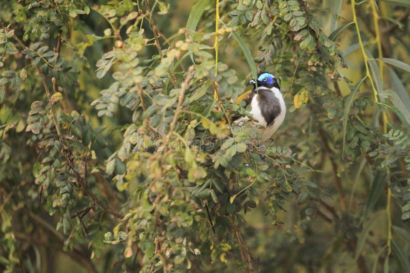 A Blue-faced Parrotfinch Bird Stock Photo - Image of parks, nature ...