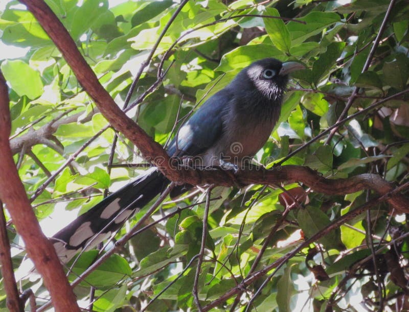 Hoatzin Birds in the Amazon Ju Stock Photo - Image of stink, america ...
