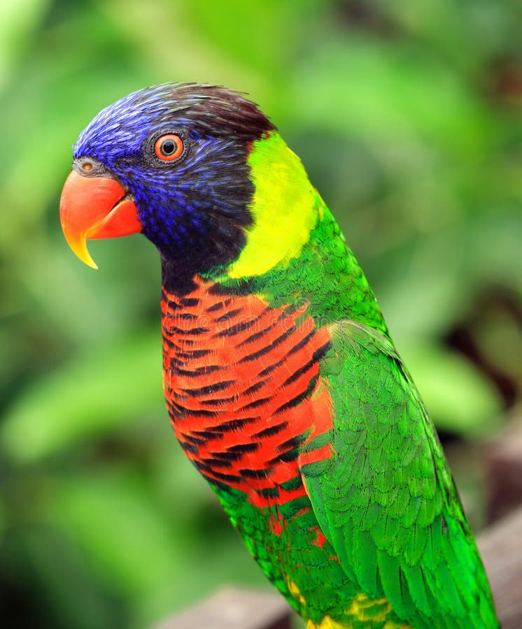 A Blue-faced Parrotfinch Bird Stock Photo - Image of parks, nature ...