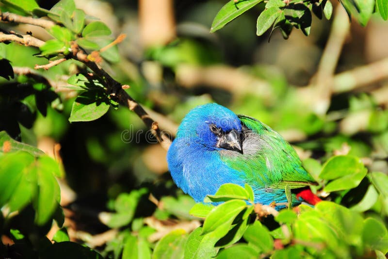 A Blue-faced Parrotfinch Bird Stock Photo - Image of parks, nature ...