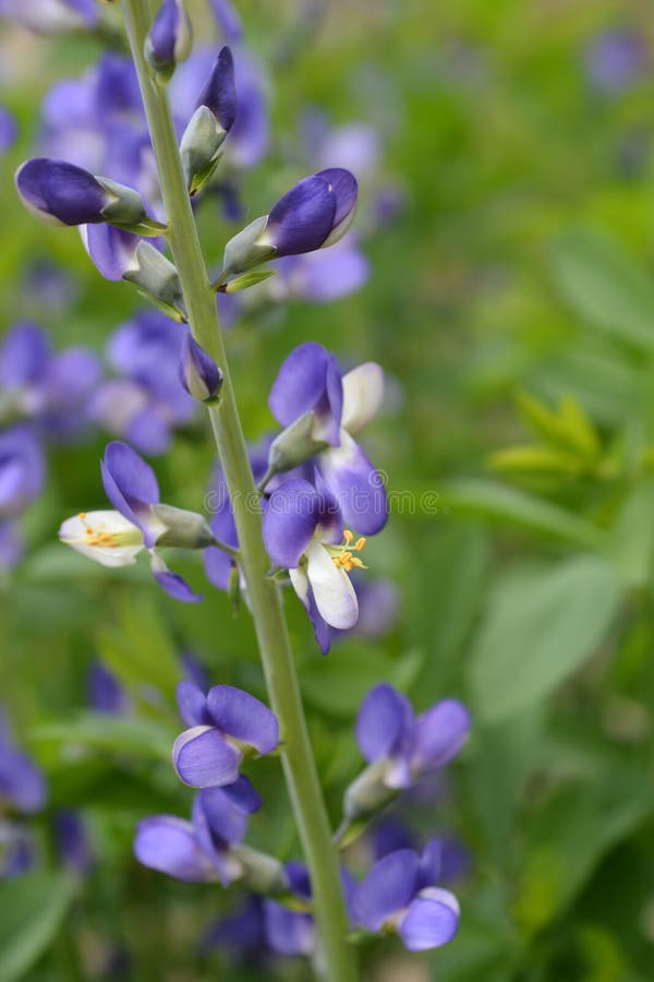Blue false indigo stock photo. Image of outdoors, nature - 154946268