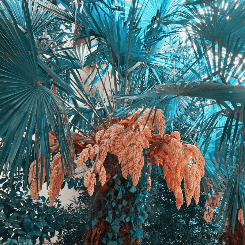 Blue Fan Palm Tree. Leaves and Flowers, Surreal Stock Image - Image of ...